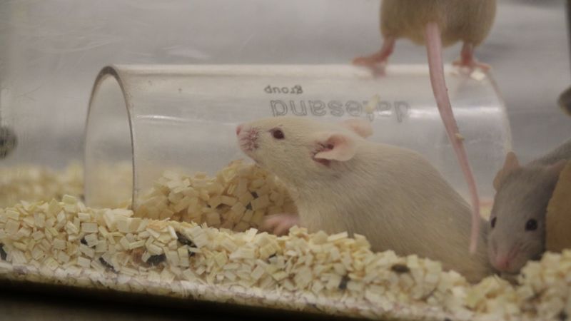 White lab mouse inside cage :: Understanding Animal Research