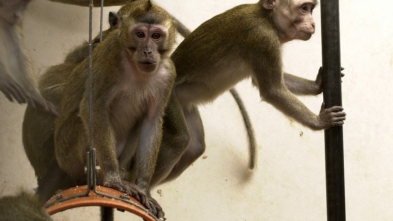 Macaques climb in cage