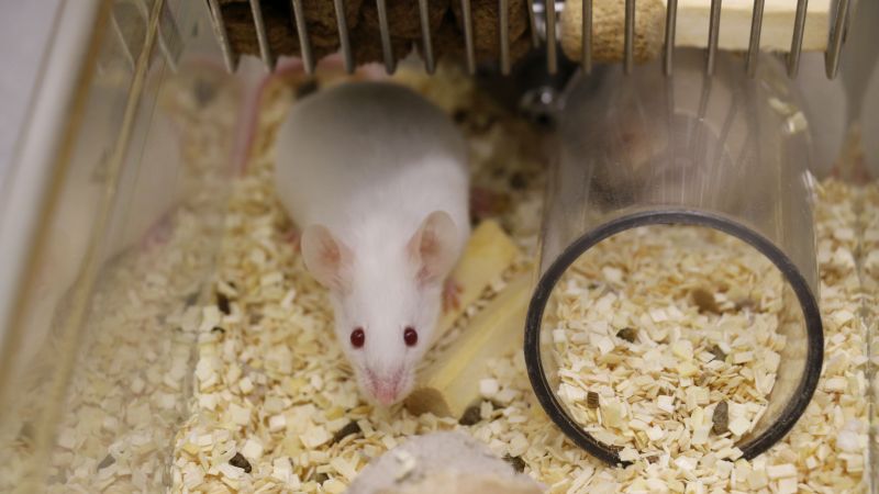 White lab mouse inside home cage :: Understanding Animal Research