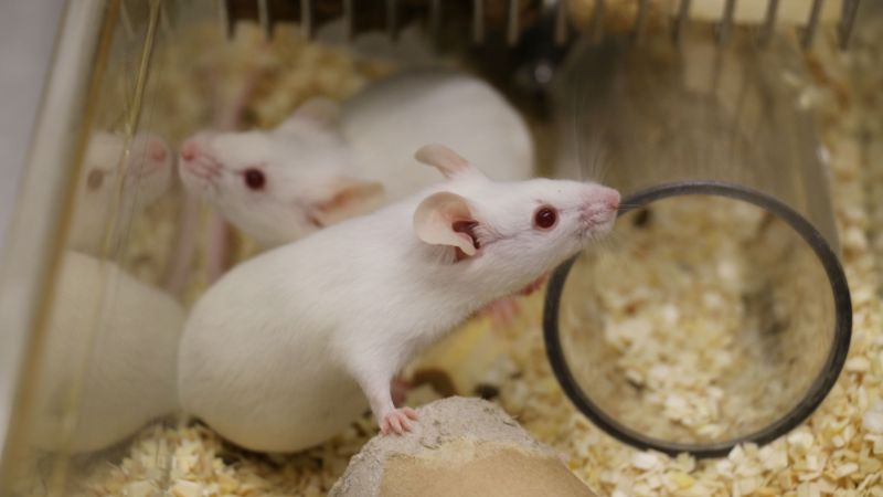 Two white lab mice inside home cage :: Understanding Animal Research