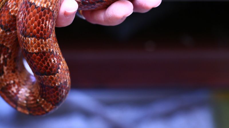 Snake in hand :: Understanding Animal Research