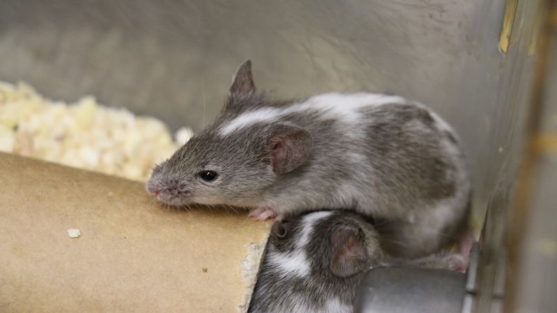 Grey and white lab mice climbing cardboard tunnel :: Understanding ...