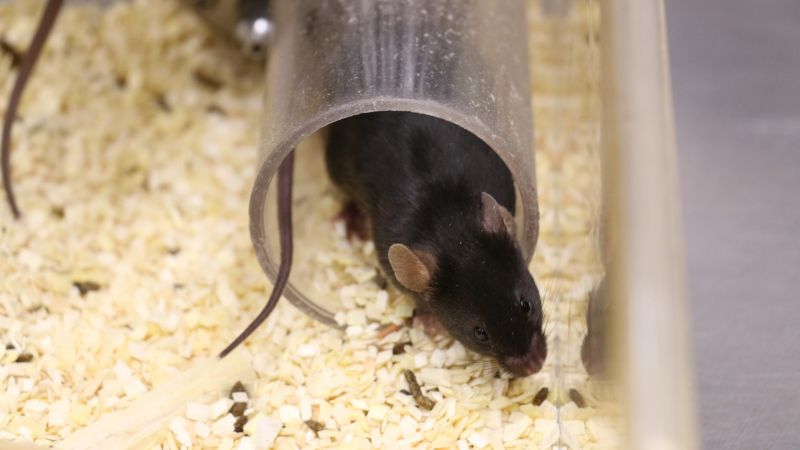 Black lab mouse coming out of plastic tunnel :: Understanding Animal Research