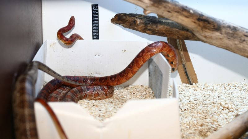 Snake in cage 3 :: Understanding Animal Research