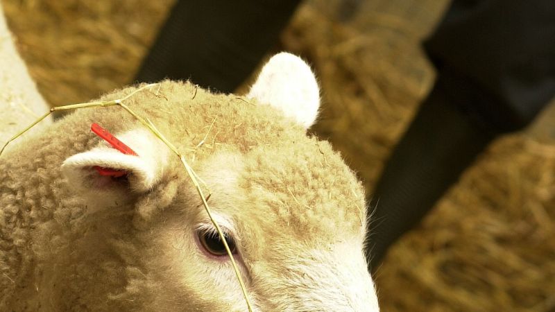 Sheep head shot :: Understanding Animal Research