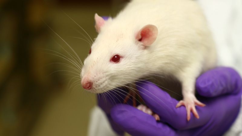 White rat on hand