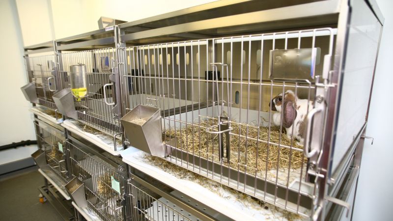 Rabbit in cage wide shot