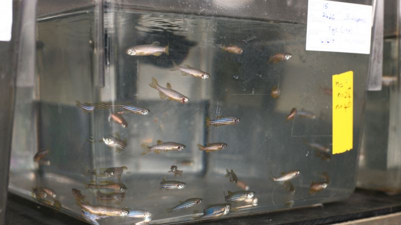 Zebrafish close up