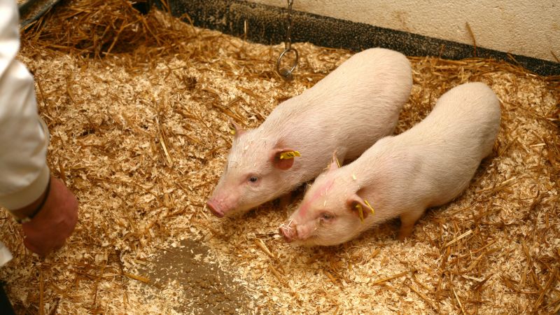 Mini-pig pair wide shot