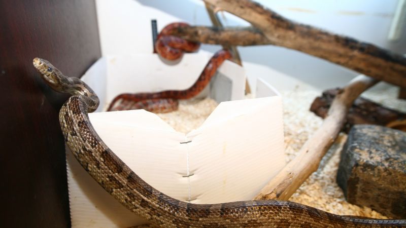 Snake in cage 2 :: Understanding Animal Research