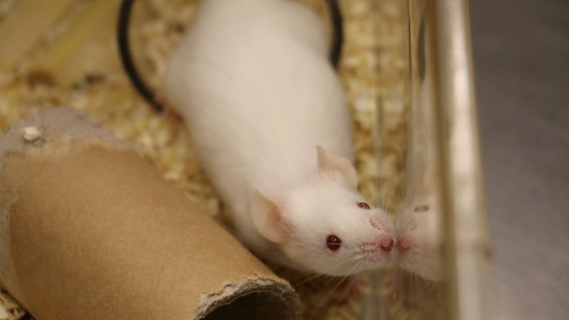 White lab mouse inside cage looking up :: Understanding Animal Research