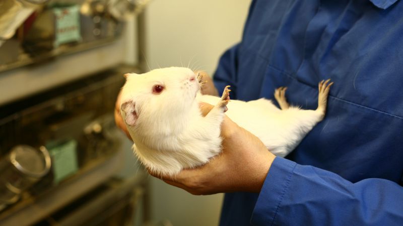 Guinea pig health checks