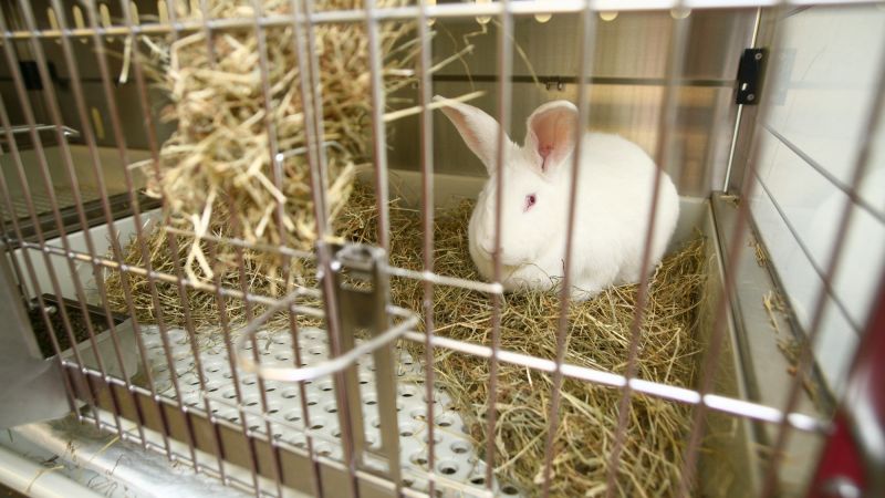 White rabbit on straw in cage