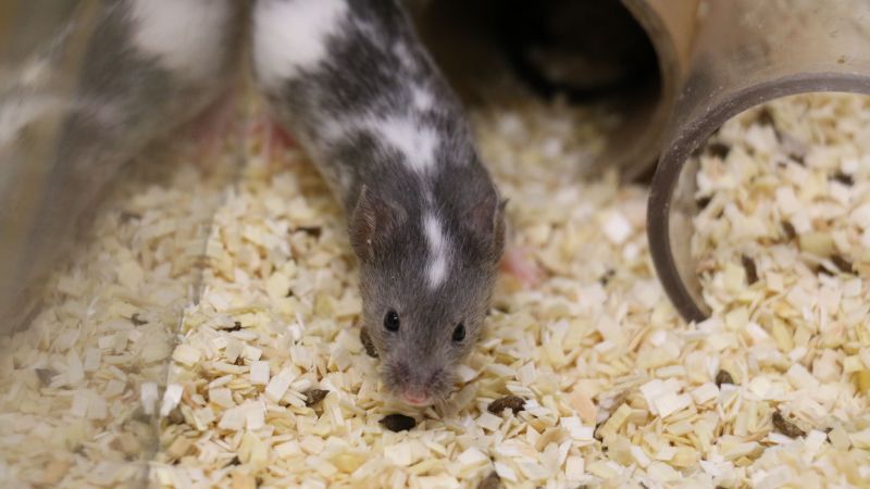 Grey and white lab mouse inside home cage :: Understanding Animal Research