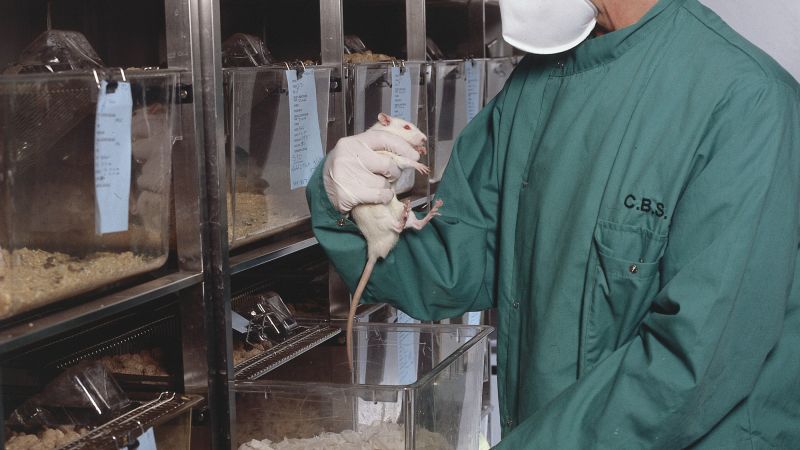 Technician removes rat from cage