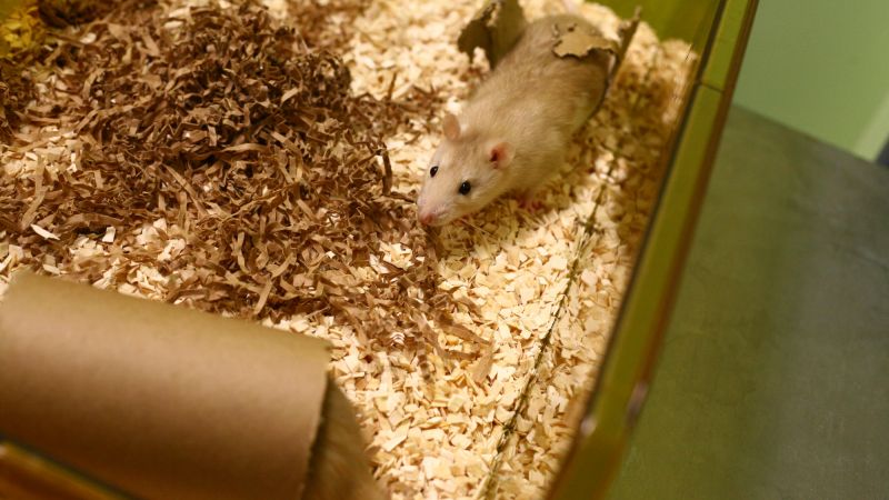 Cinnamon rat looks up :: Understanding Animal Research