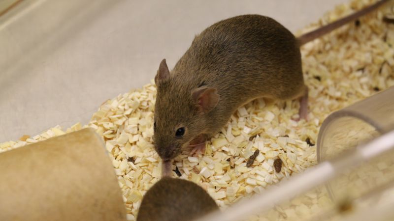 Brown lab mouse inside cage :: Understanding Animal Research