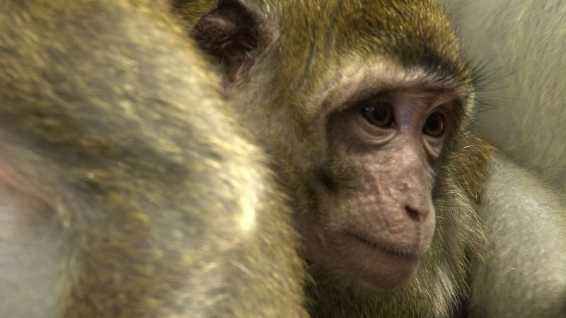 Group of macaques