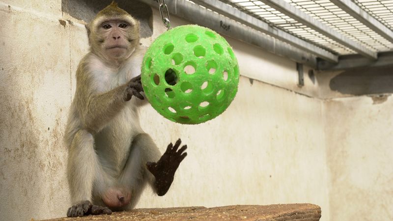 Macaque plays with ball