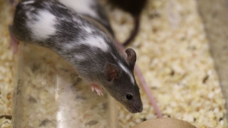 Grey and white lab mouse climbing on plastic tunnel :: Understanding ...