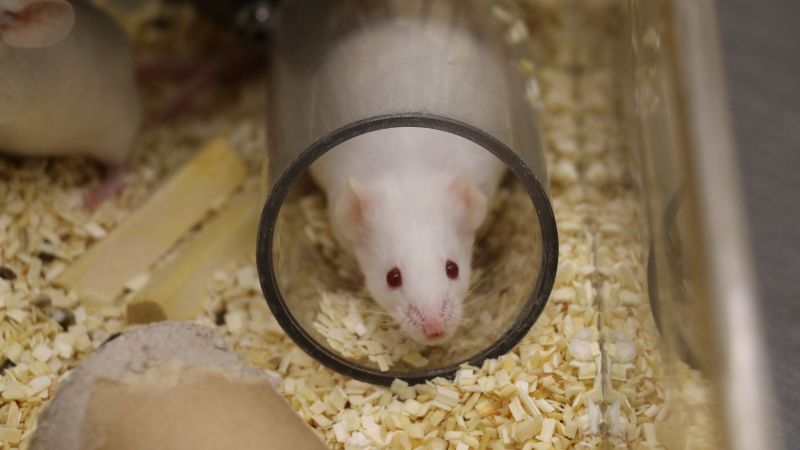 White lab mouse sitting inside plastic tunnel :: Understanding Animal ...