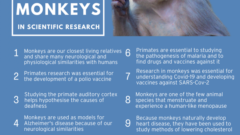 Monkey 10 facts :: Understanding Animal Research