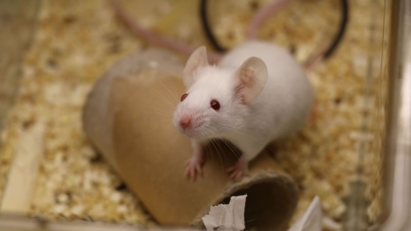 Openness Conference :: Understanding Animal Research