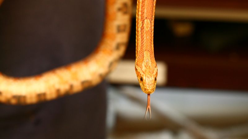 Brown snake in hand :: Understanding Animal Research