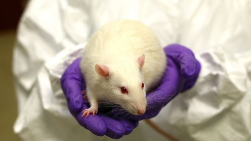 White rat on hand