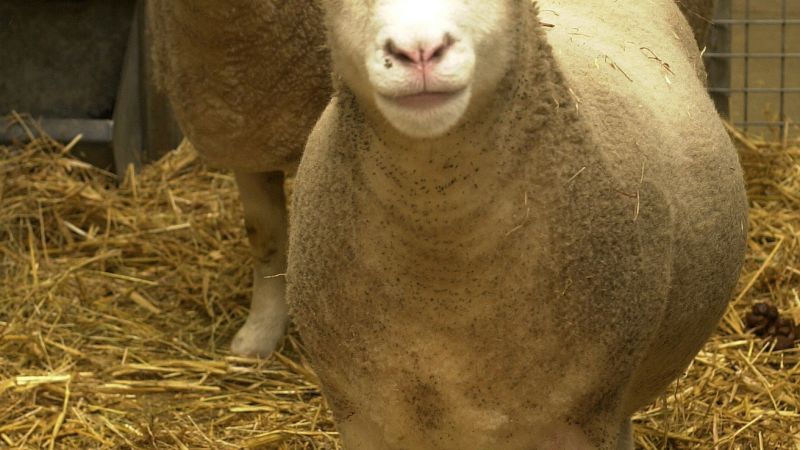 Two sheep :: Understanding Animal Research