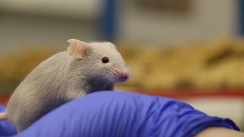 Grey lab mouse on blue gloved hand :: Understanding Animal Research