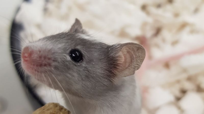 Grey lab mouse takes food from technician - © University of Cambridge ...