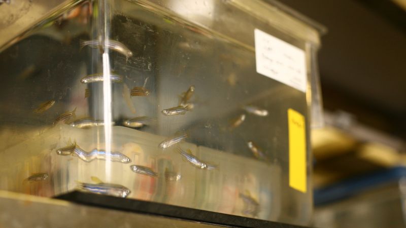 Zebrafish tank
