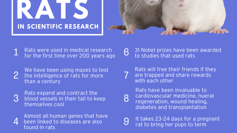 10 Facts Rats :: Understanding Animal Research