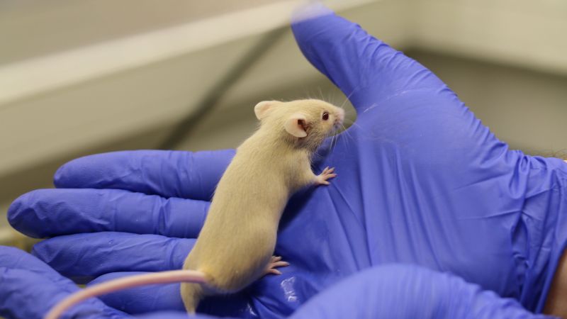 Grey lab mouse walking on blue gloved hand ©Understanding Animal ...