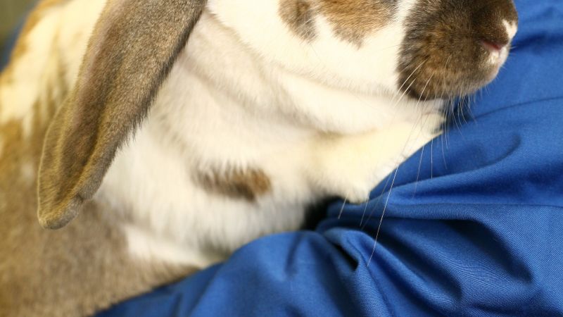 Piebald rabbit in technician arms