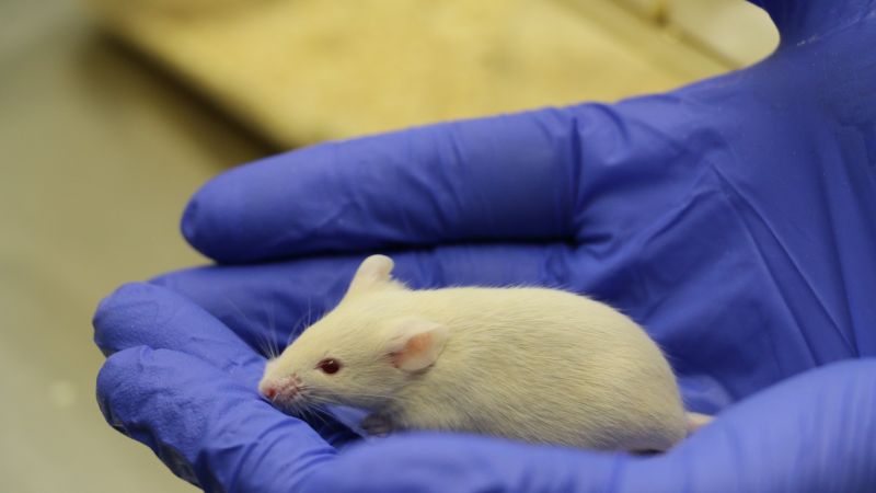Grey lab mouse sitting on blue gloved hand :: Understanding Animal Research