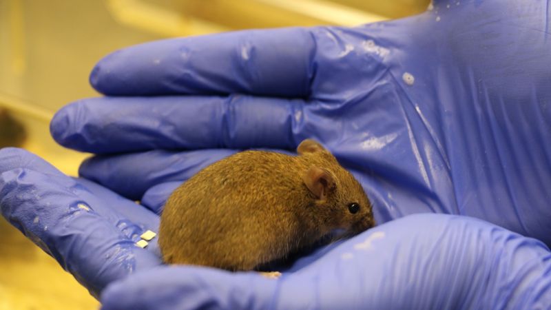 Brown lab mouse in blue gloved hand :: Understanding Animal Research