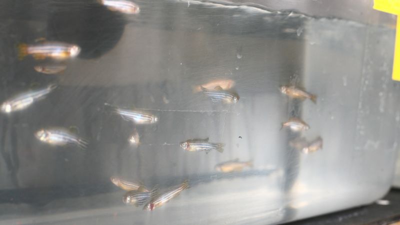 Zebrafish tank close up