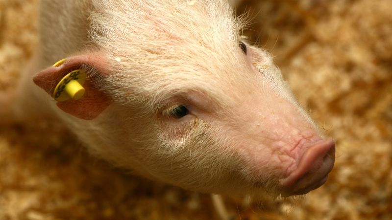Mini-pig close-up