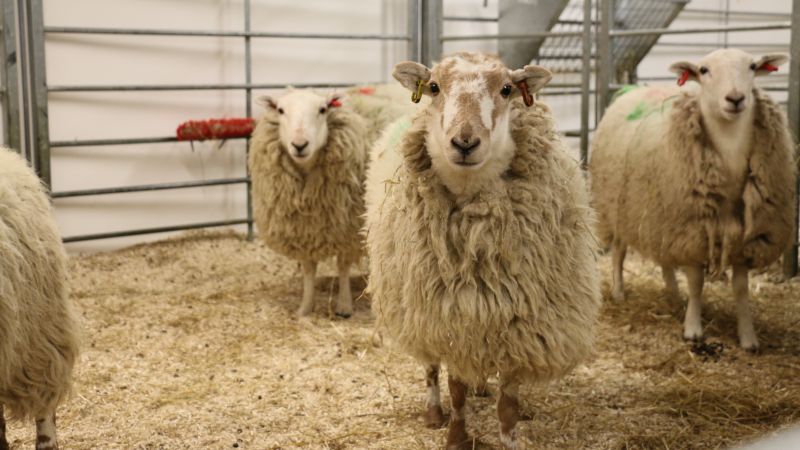 Sheep at the University of Manchester CC Understanding Animal Research ...