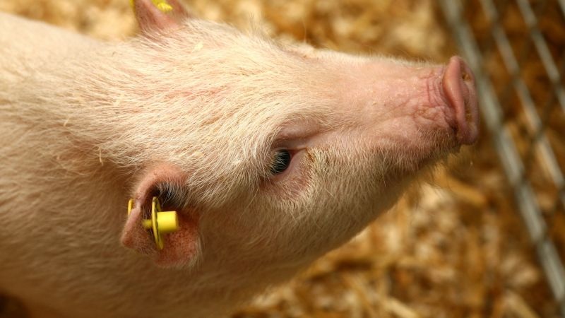 Mini-pig close-up