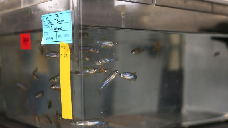 Zebrafish tank