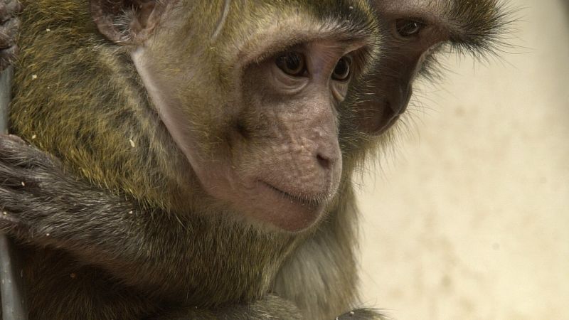 Macaque pair hug