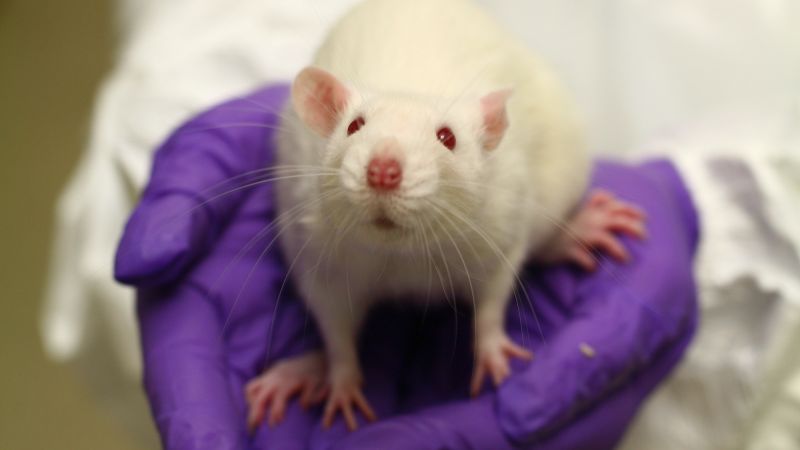 White rat on hand