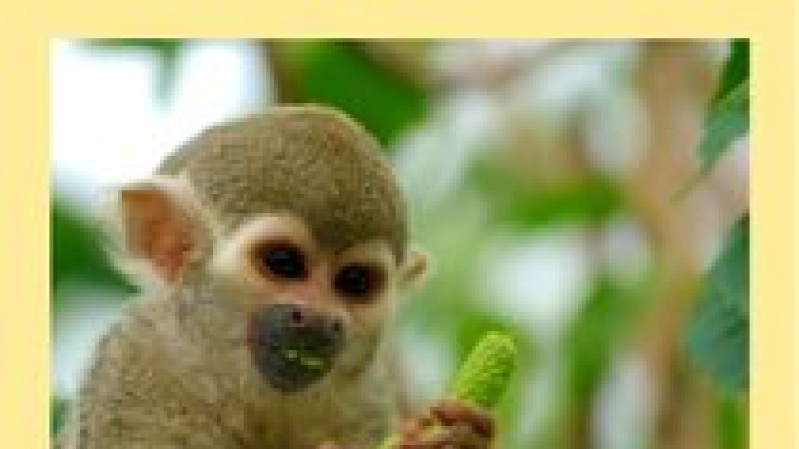 Free iBook: Primates in Medical Research now available :: Understanding ...