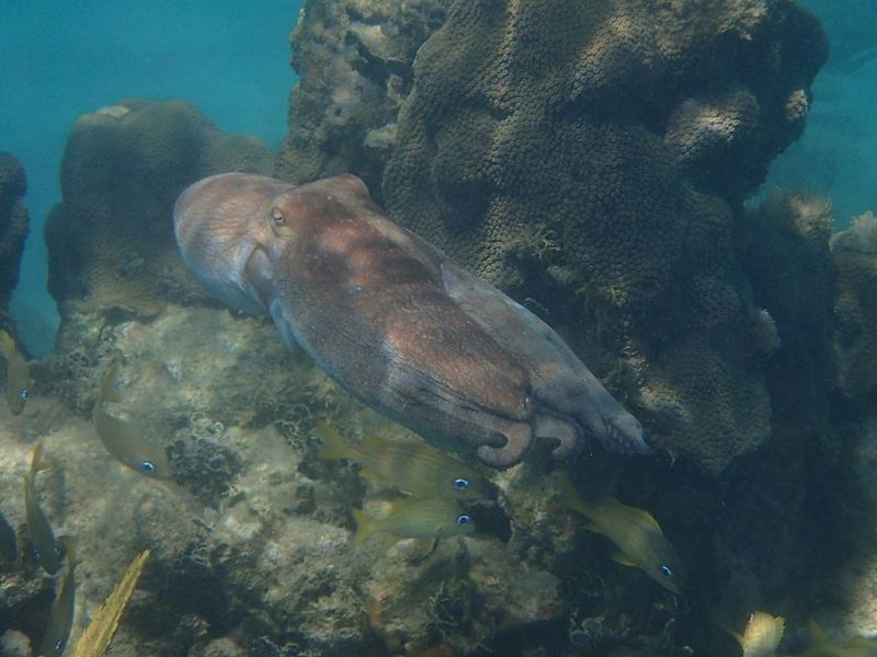 Image library :: Understanding Animal Research