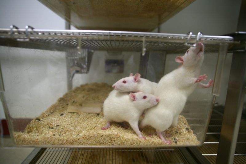 Image library :: Understanding Animal Research