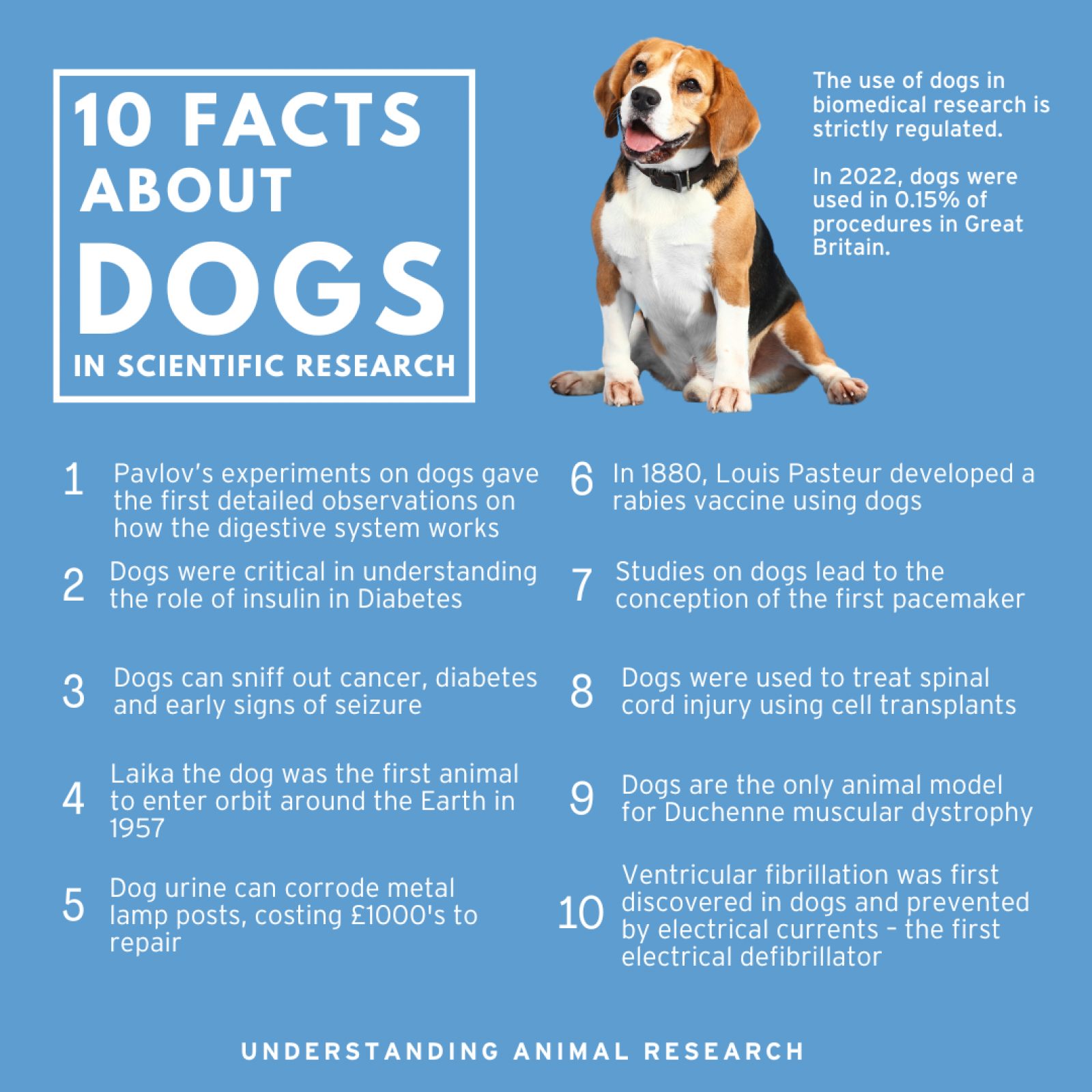 10 Facts Dogs Understanding Animal Research